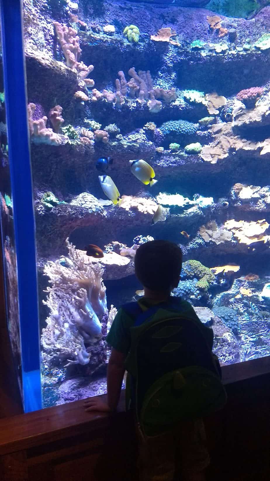 Visiting the California Science Center with Kids - longbeachkids.com